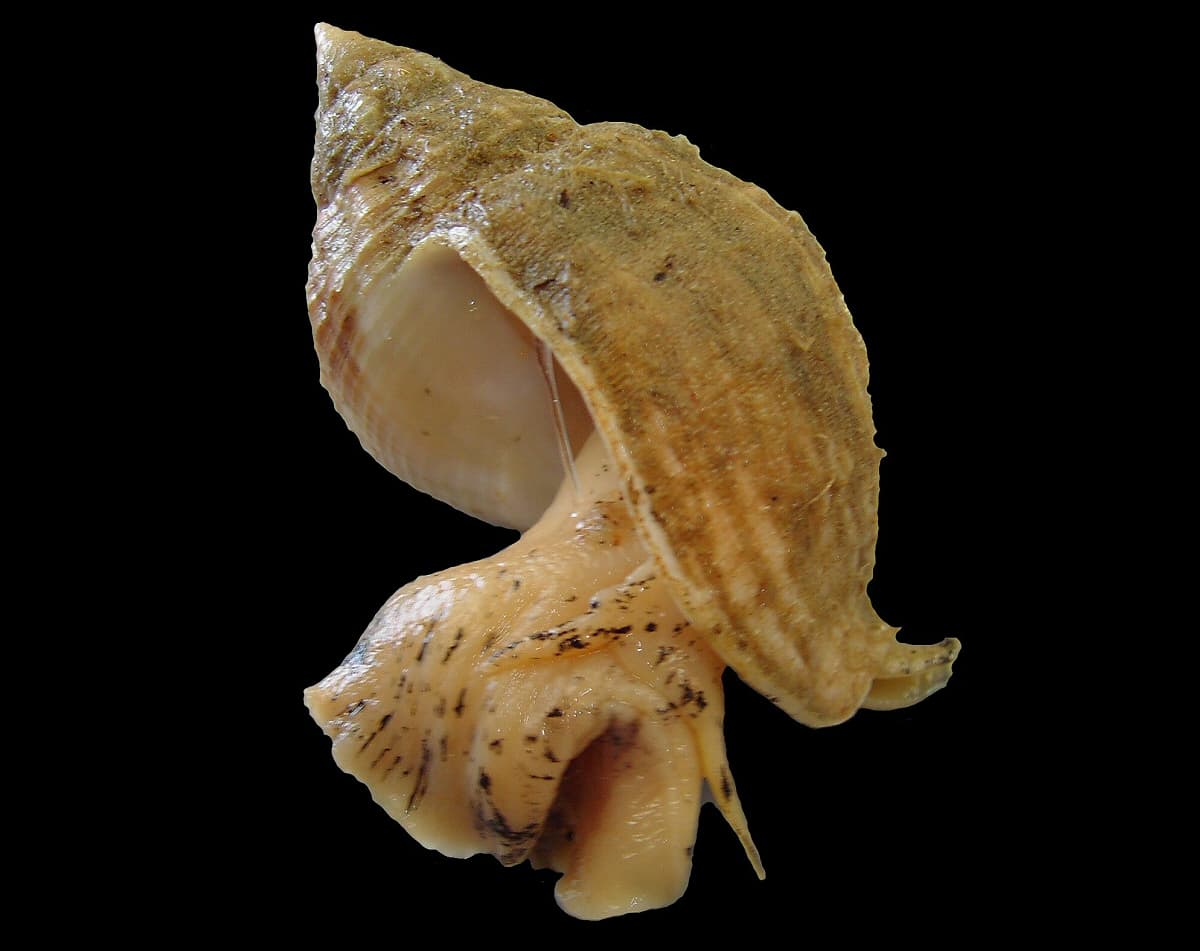 Bulot : comment le pêcher, taille légale et recettes