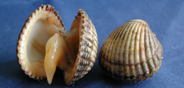 Couteau de mer : comment le pêcher au sel