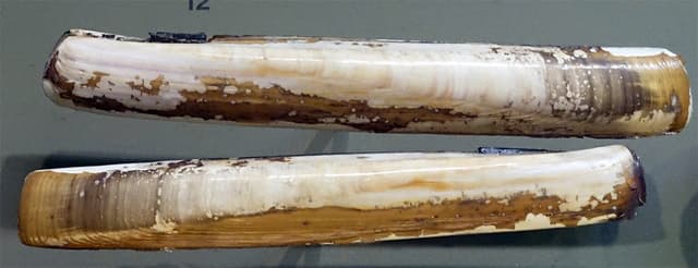 Couteau de mer : comment le pêcher au sel