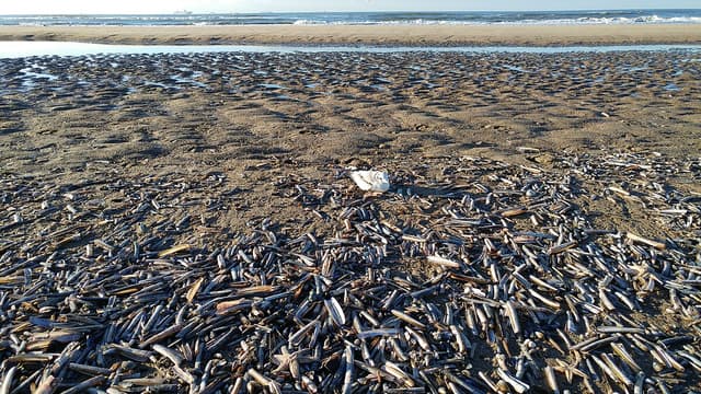 Couteau de mer : comment le pêcher au sel