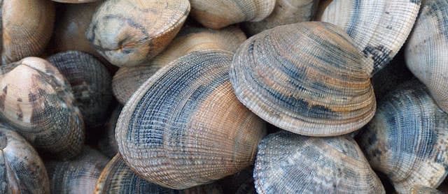 Couteau de mer : comment le pêcher au sel